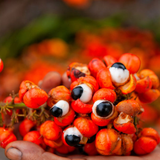 Alice Minceur – Objectif corps de rêve – Alice paris